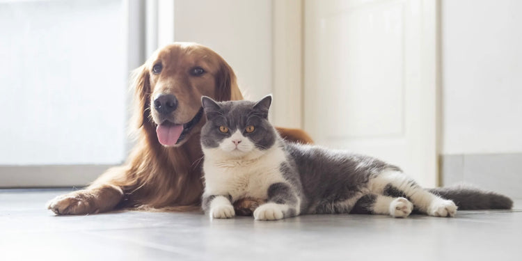 thepetpacket.com – The Pet Packet